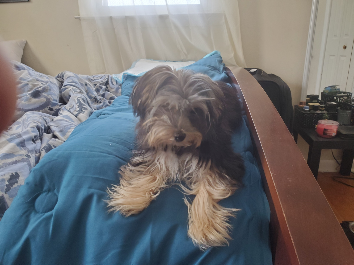 Yorkie Chon Dog Breed: Latest Information - Premier Pups