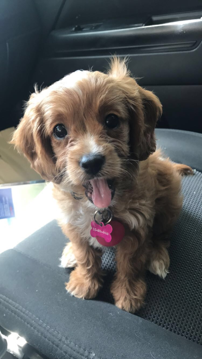 Ruby-Cavapoo-Grosse Pointe Farms, Mi | Premier Pups Puppy Photo Gallery.