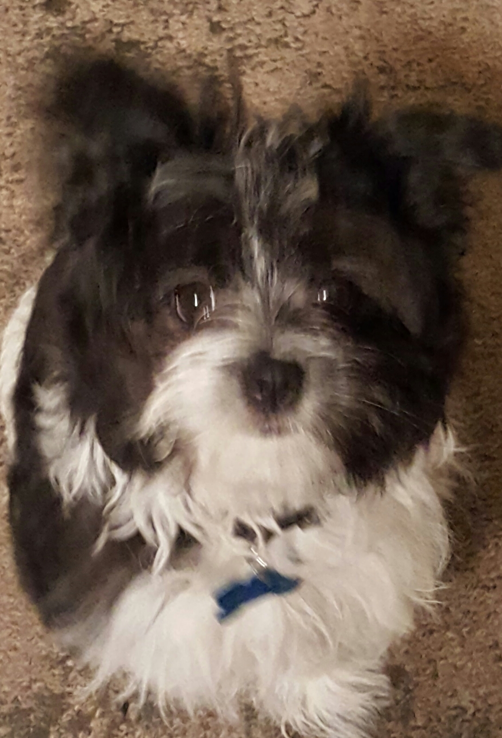 Maltipom Designer Breed | Full Description | Premier Pups