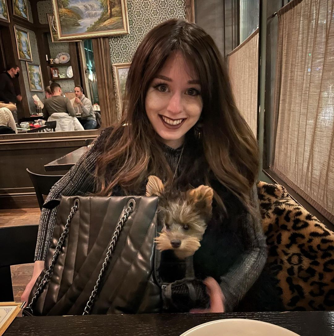 Yorkshire Terrier Breed Information | Premier Pups