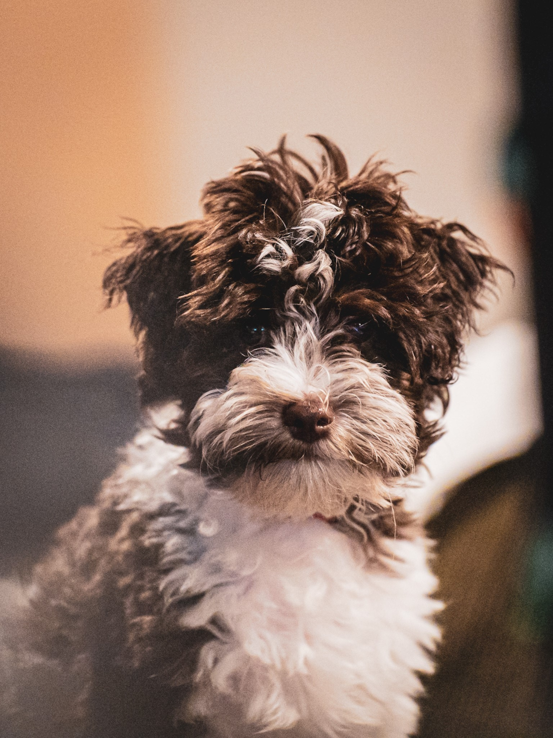 Photo Gallery: Beautiful Havapoo Pictures - Premier Pups