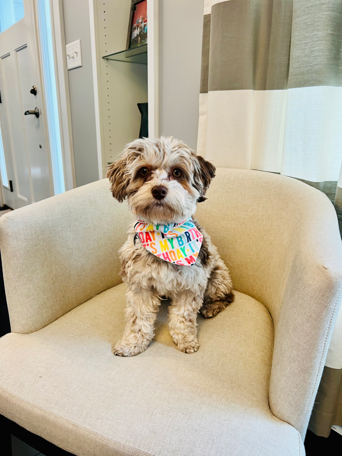 Pomsky, Yorkie, Mini Goldendoodle, Cavapoo, Morkie puppy photos and ...