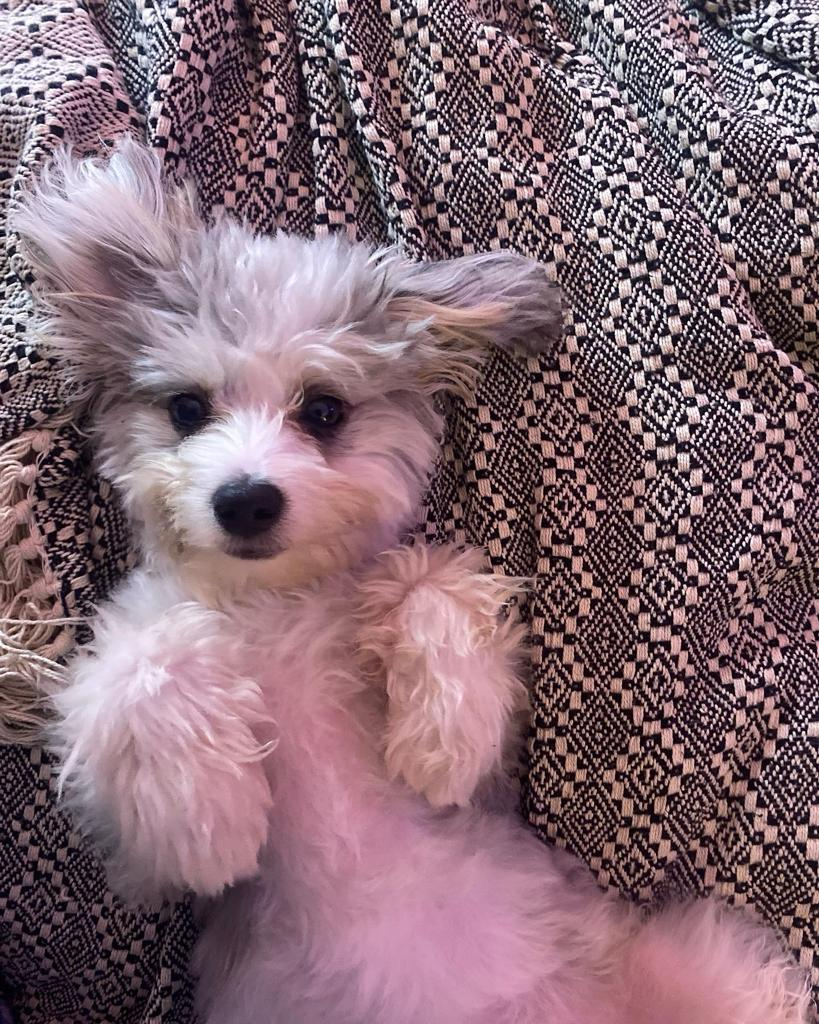 Aussiechon Designer Breed Information | Premier Pups