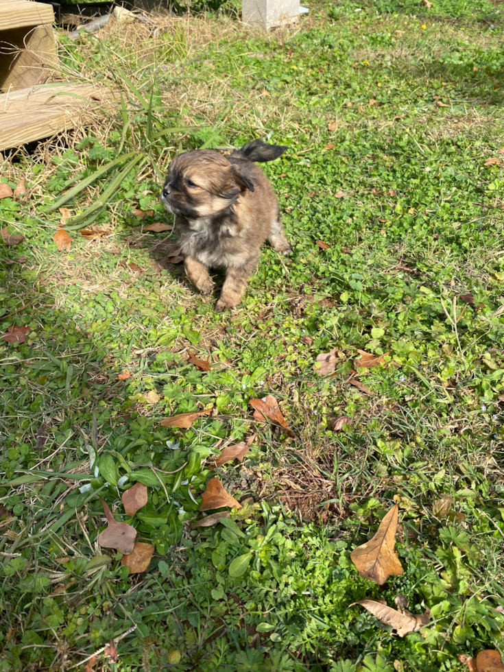 Shih Pom | Designer Breed Description | Premier Pups