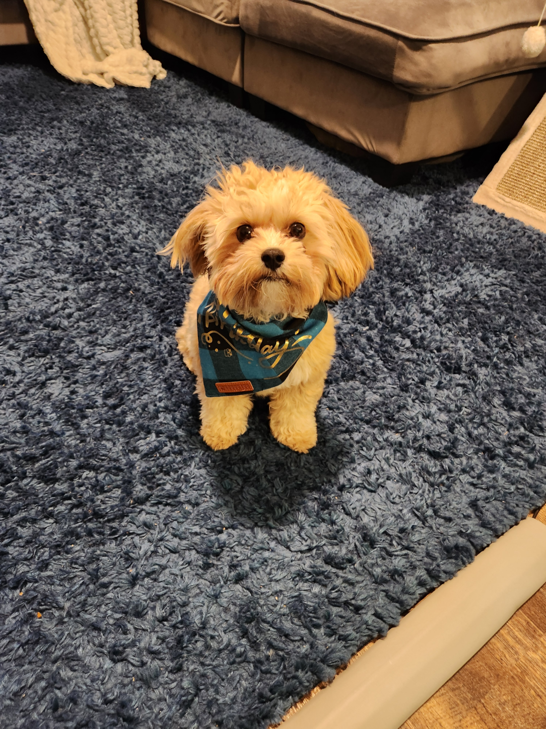 Photo Gallery: Beautiful Teddy Bear Dog Pictures - Premier Pups