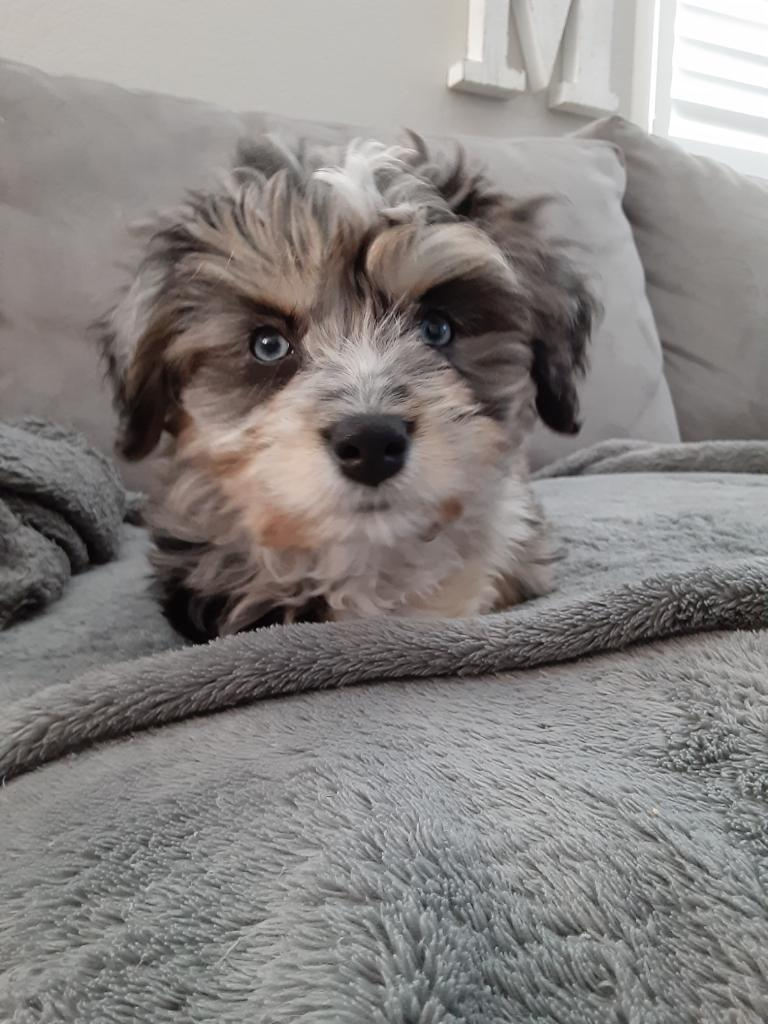 Aussiechon Designer Breed Information | Premier Pups