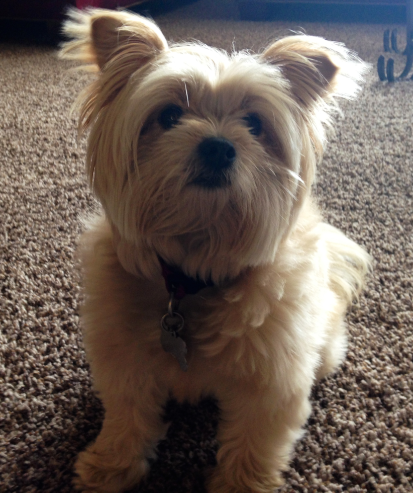 Maltipom Designer Breed | Full Description | Premier Pups