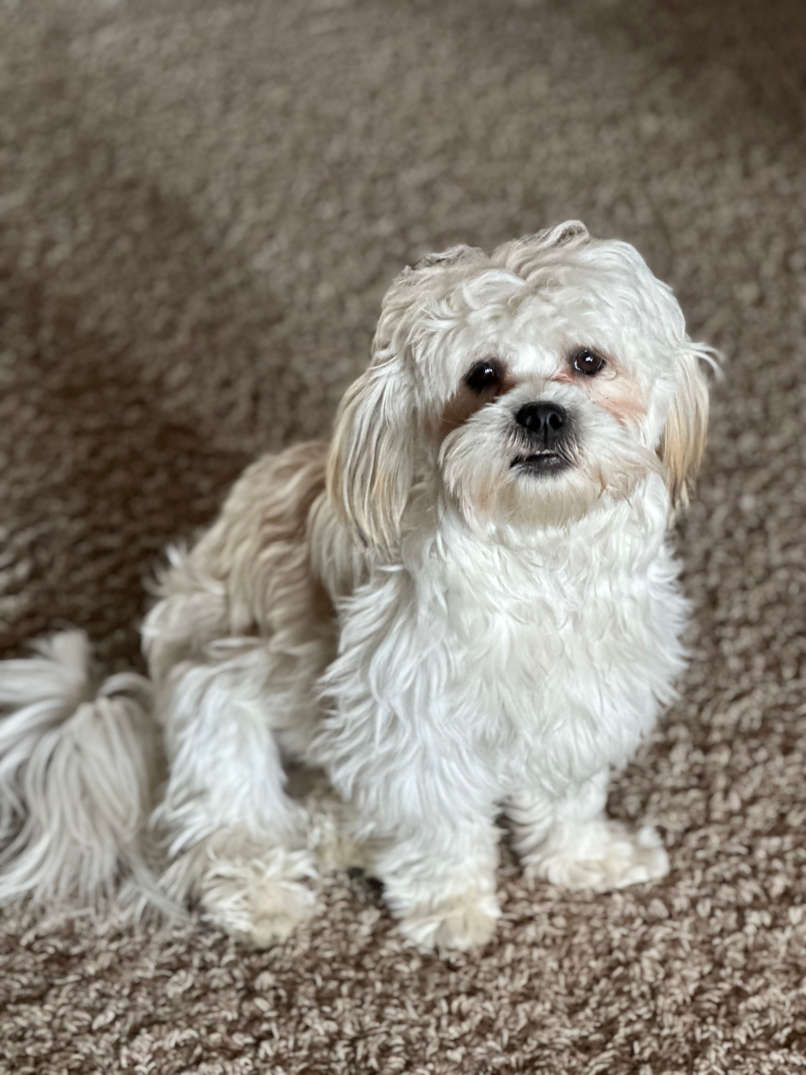 Photo Gallery: Beautiful Teddy Bear Dog Pictures - Premier Pups