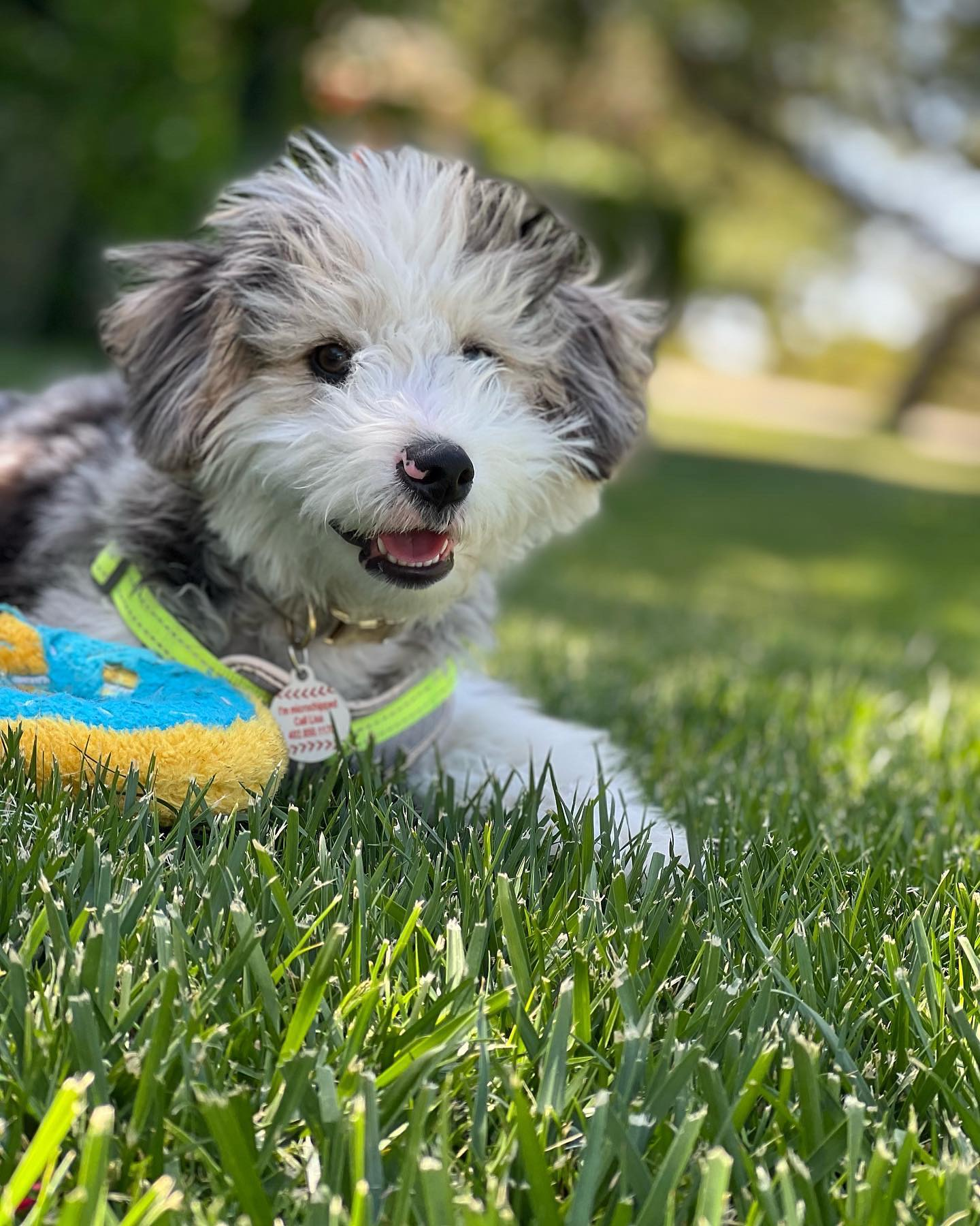 Aussiechon Designer Breed Information | Premier Pups