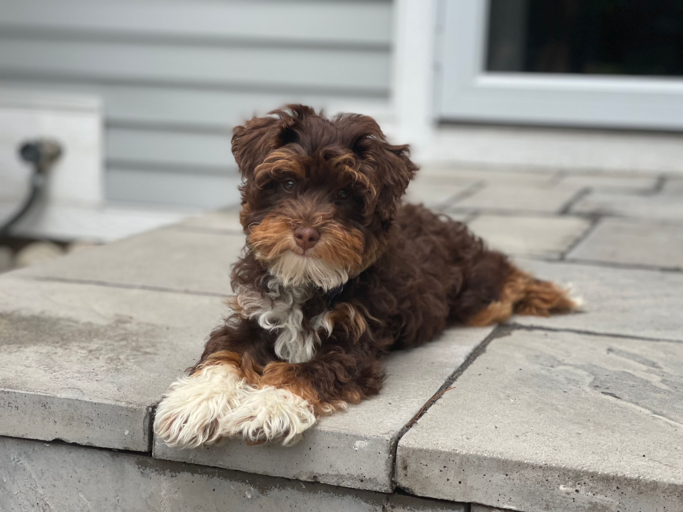 Pomsky, Yorkie, Mini Goldendoodle, Cavapoo, Morkie puppy photos and ...