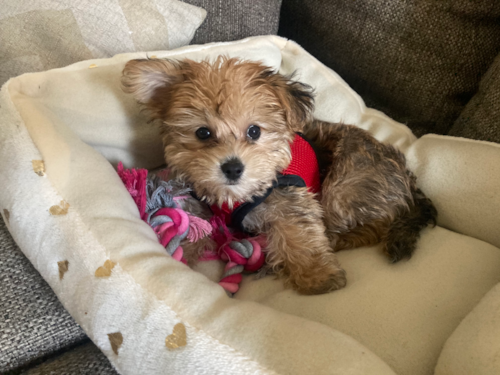Yorkie Chon Dog Breed: Latest Information - Premier Pups