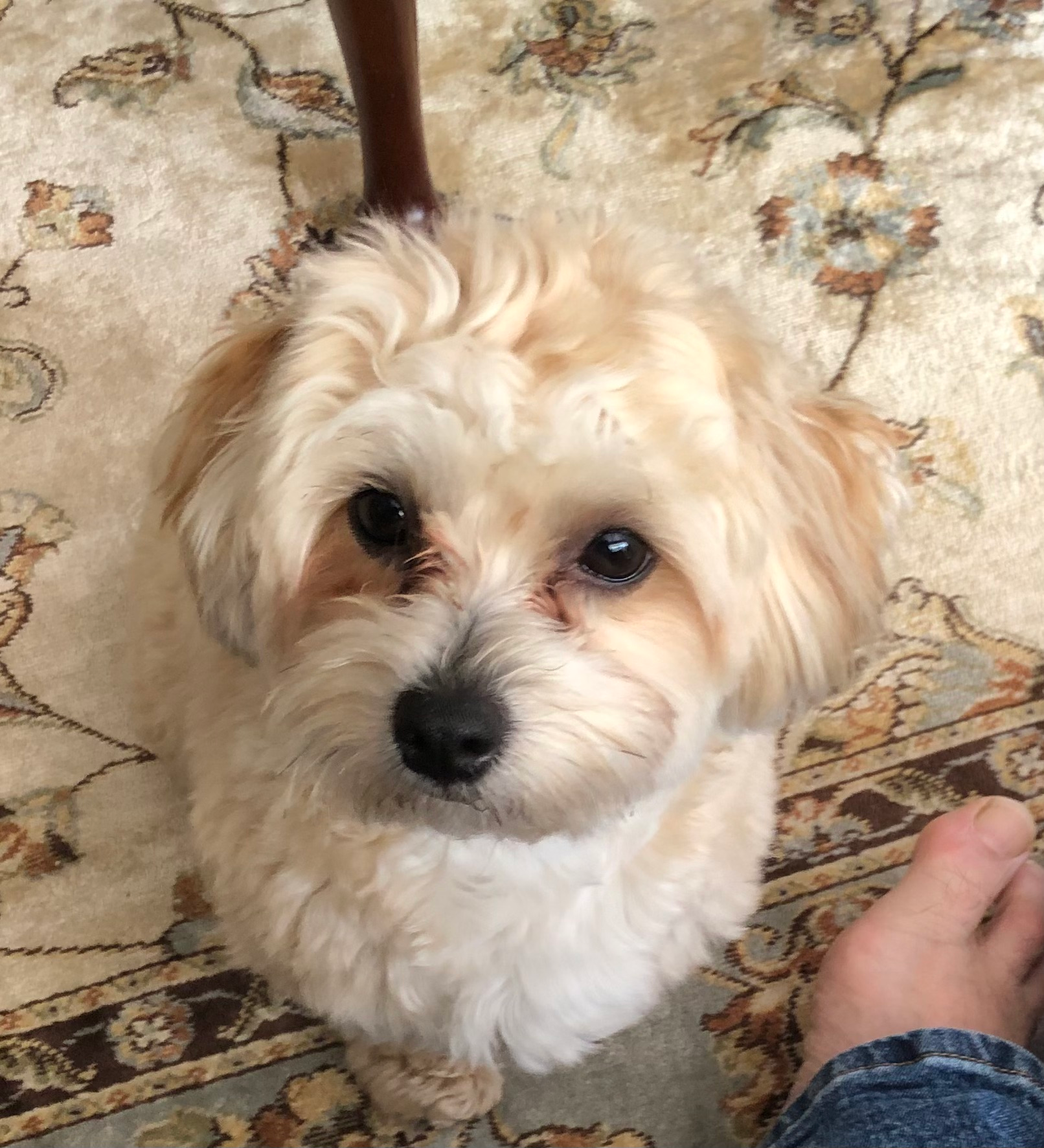 Pomsky, Yorkie, Mini Goldendoodle, Cavapoo, Morkie puppy photos and ...