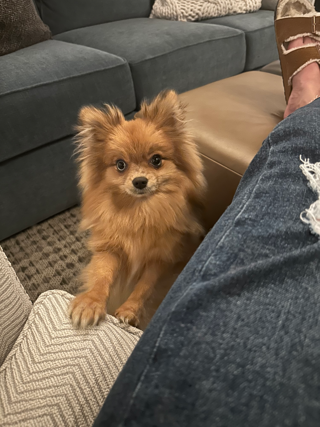 Photo Gallery: Beautiful Pomeranian Pictures - Premier Pups