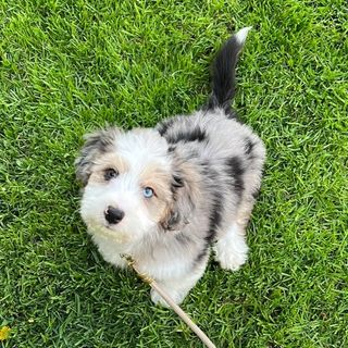 Aussiechon Designer Breed Information | Premier Pups