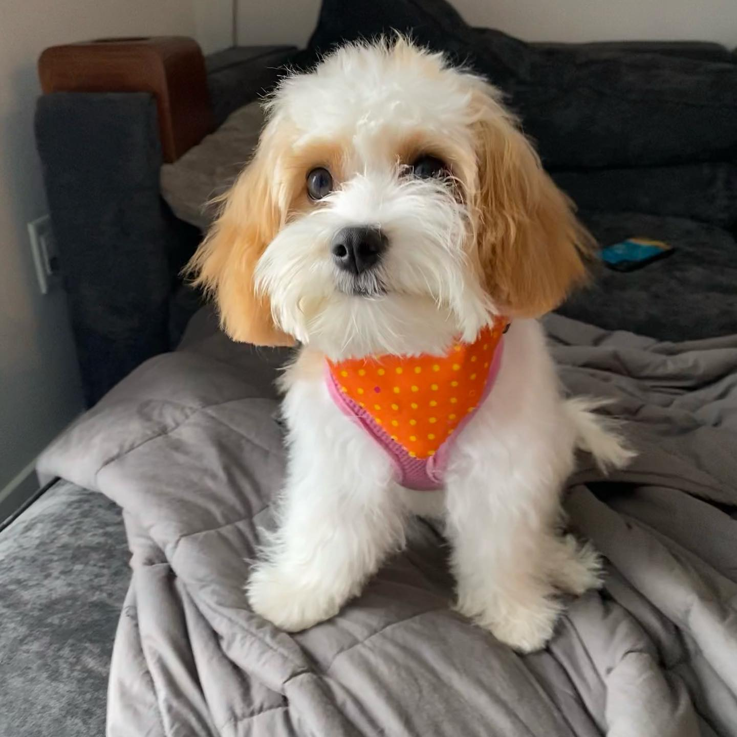 Cavachon | Designer Dog Breed Information | Premier Pups