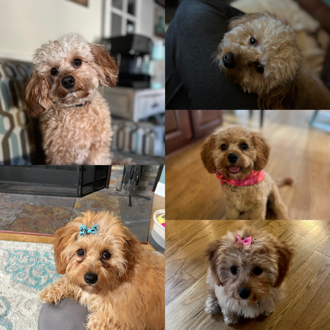 Pomsky, Yorkie, Mini Goldendoodle, Cavapoo, Morkie puppy photos and ...