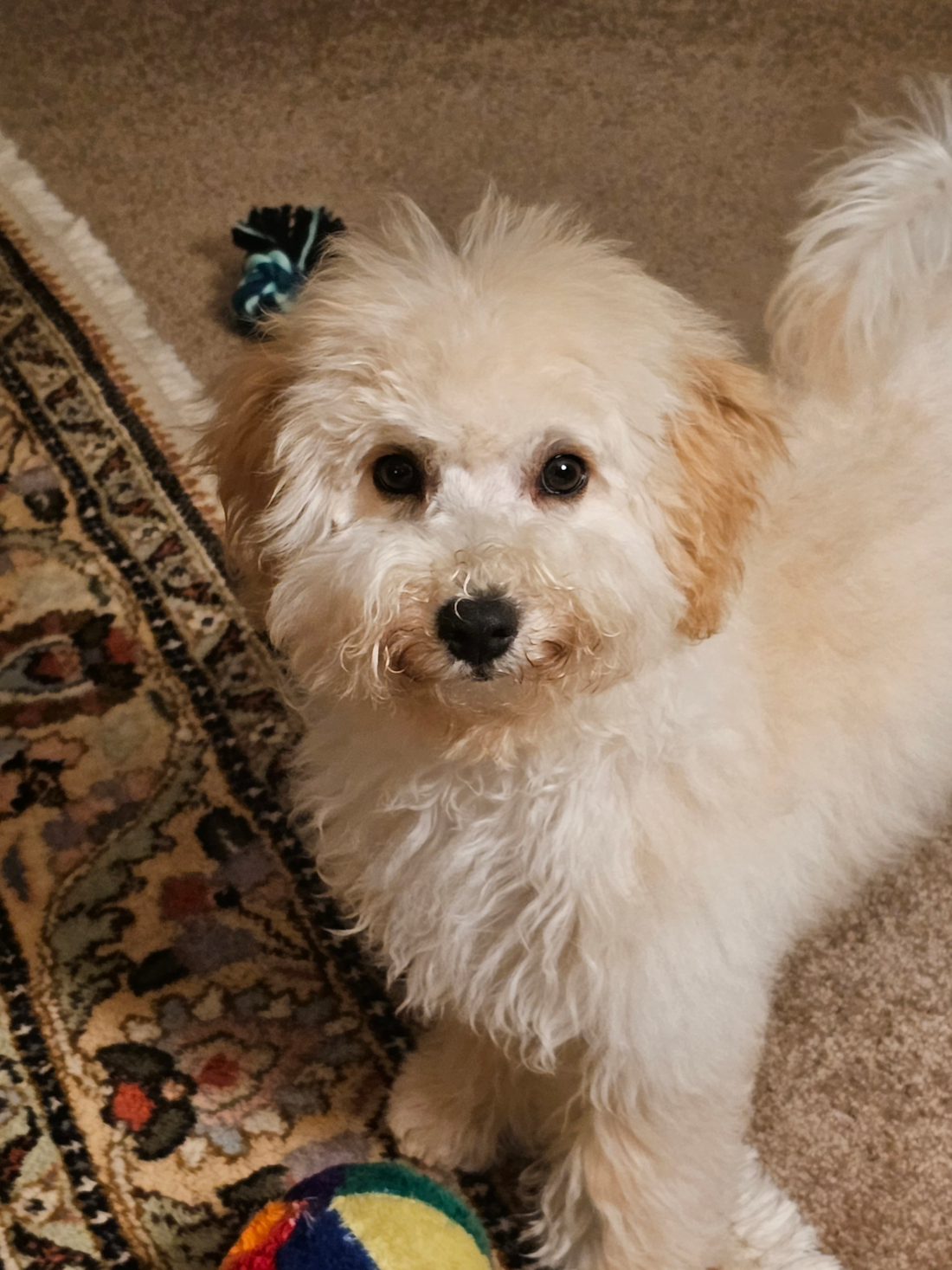 Photo Gallery: Beautiful Poochon Pictures - Premier Pups