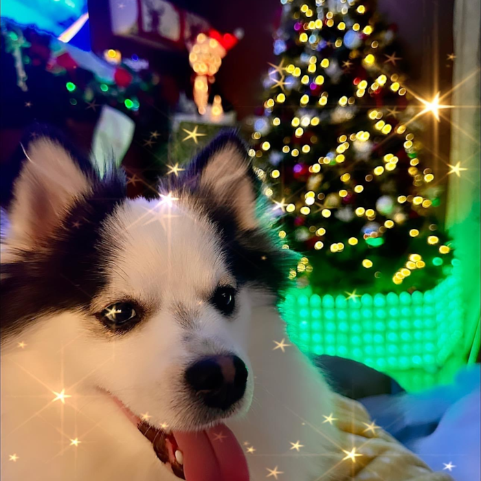 The Premier Experience - Premier Pups