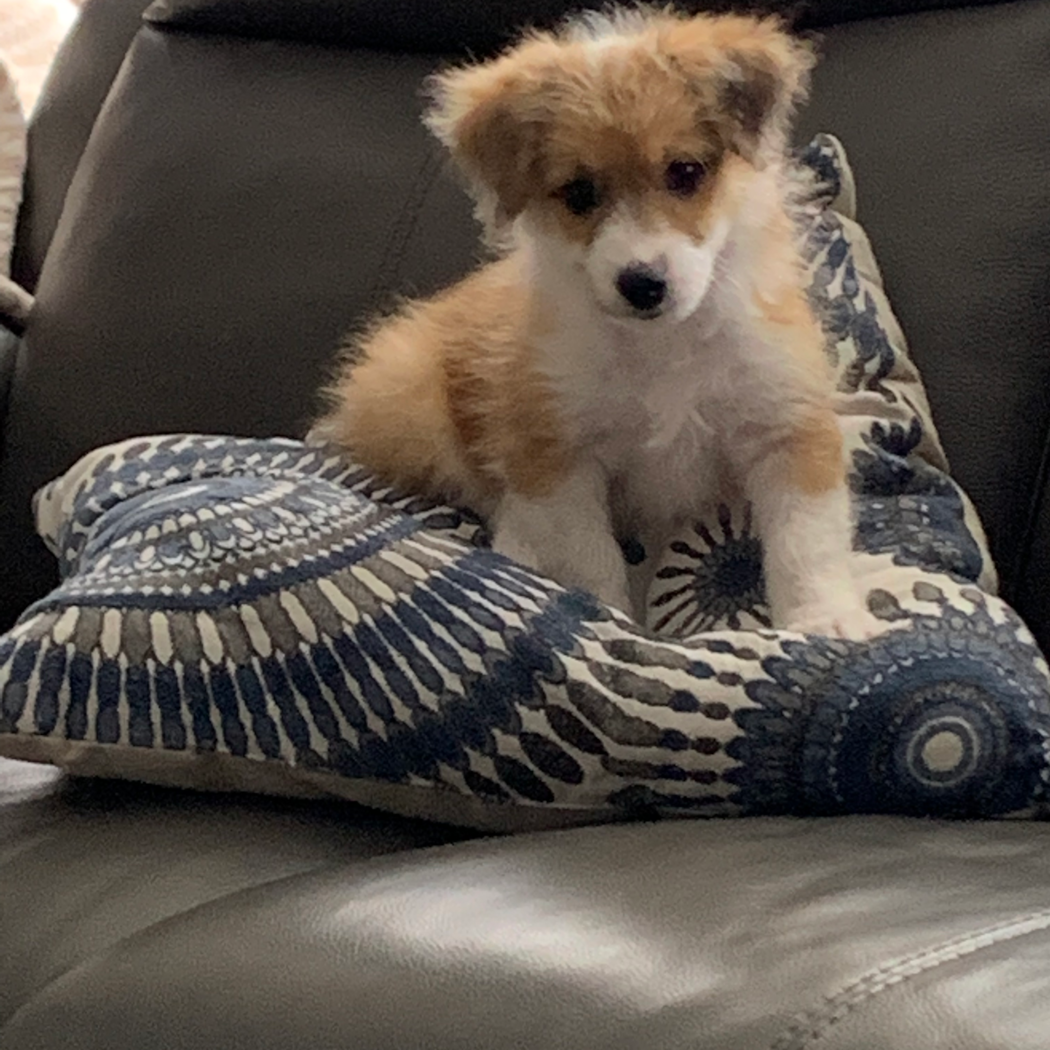 Aussiechon Puppies for Sale | Exclusive Designer Puppies