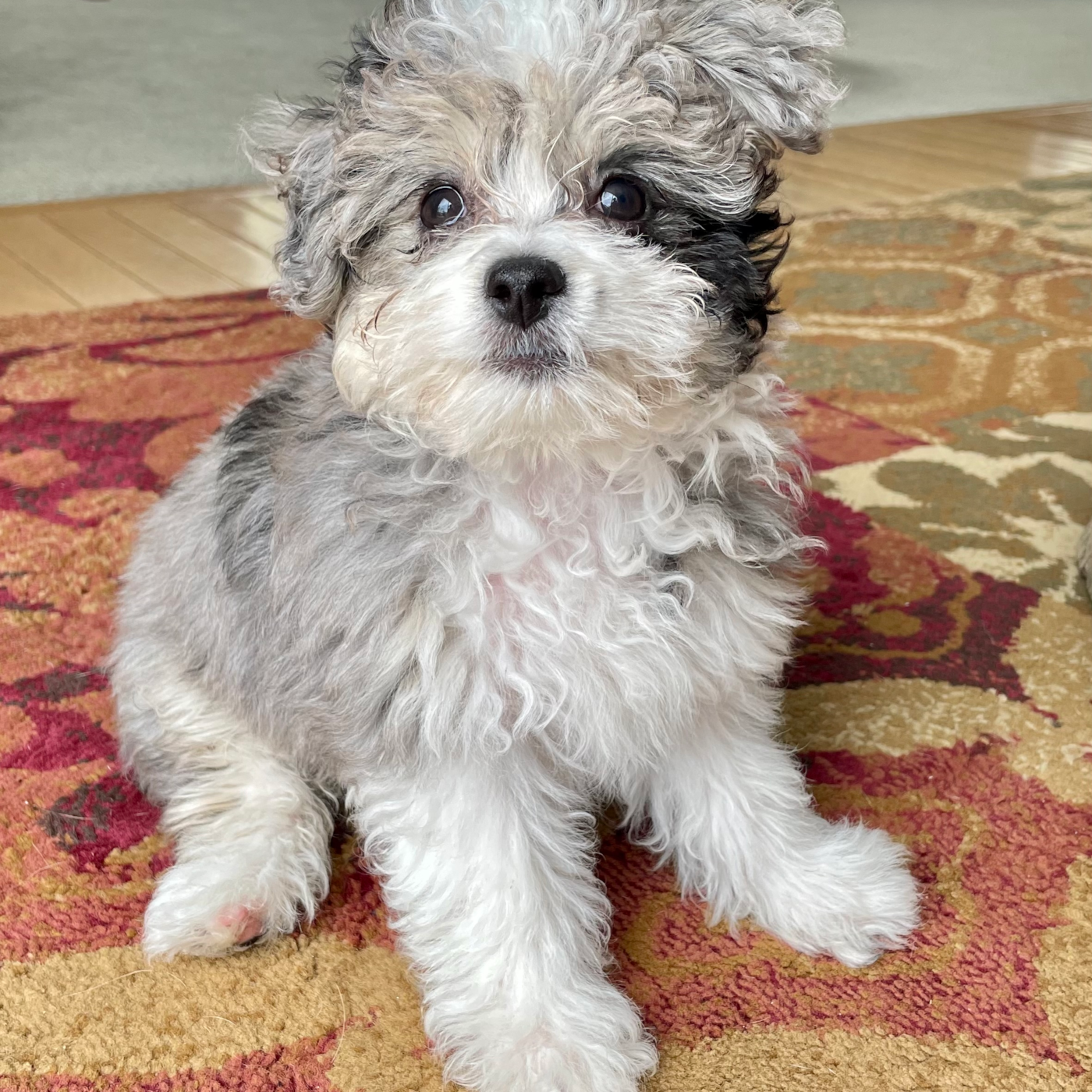 Aussiechon Puppies for Sale | Exclusive Designer Puppies