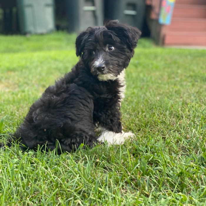 Aussiechon Puppies for Sale | Exclusive Designer Puppies