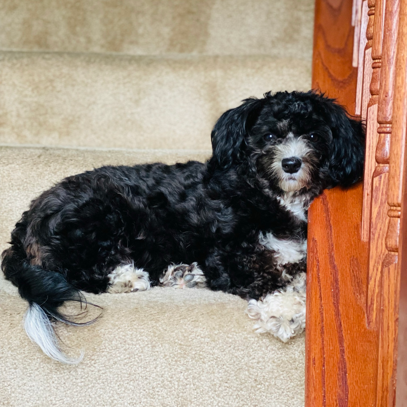 Aussiechon Puppies for Sale | Exclusive Designer Puppies