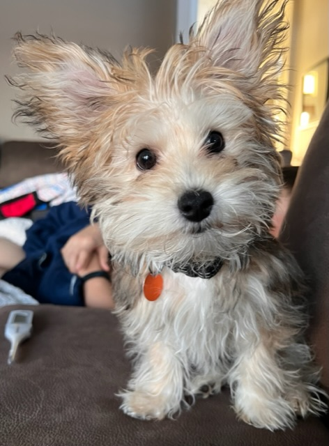 Yorkie Chon Dog Breed: Latest Information - Premier Pups