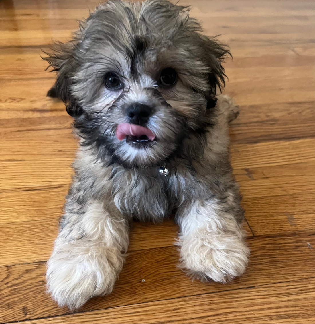 Photo Gallery: Beautiful Teddy Bear Dog Pictures - Premier Pups
