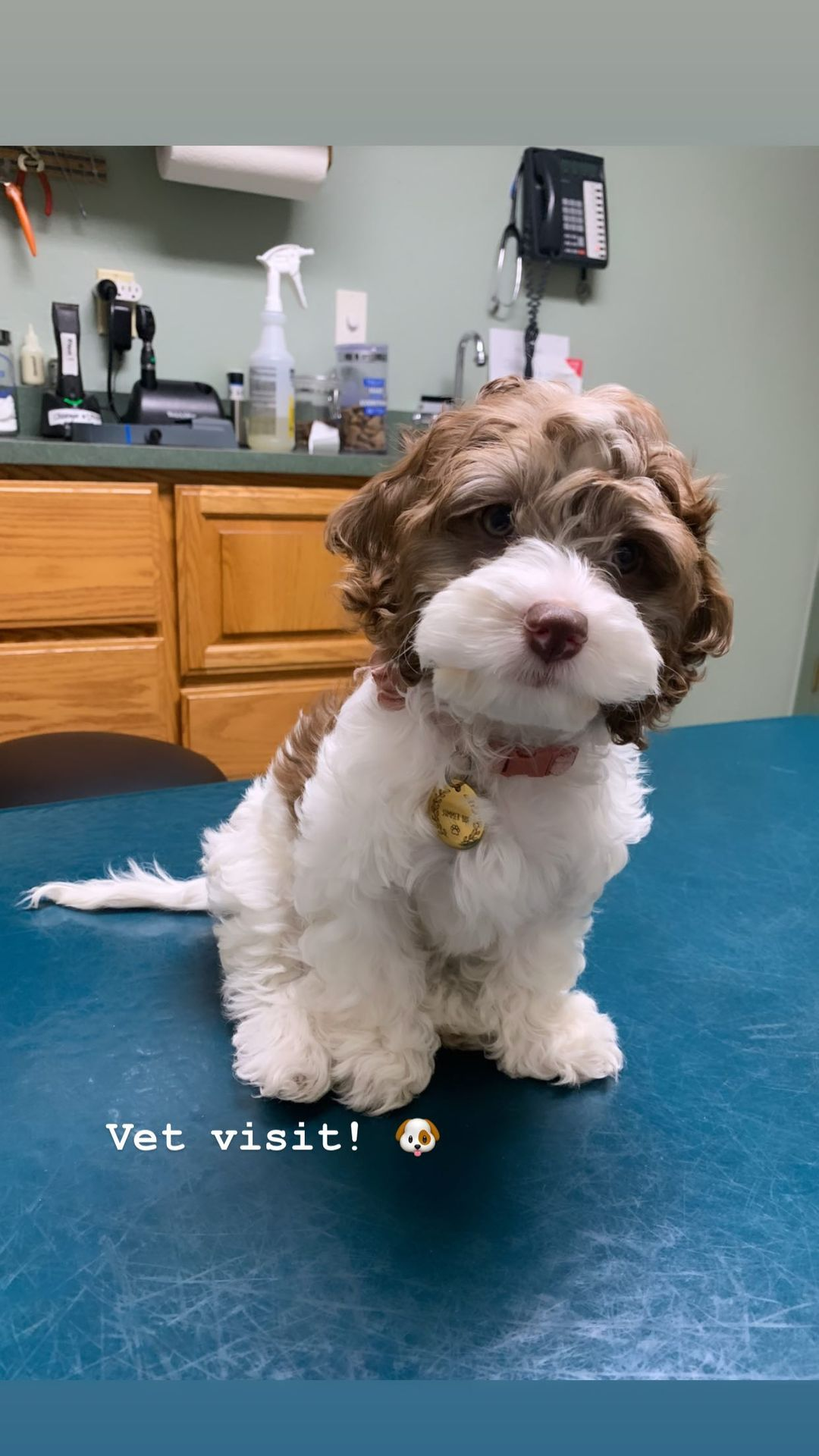 Cockapoo | Doodle Breed Information | Premier Pups