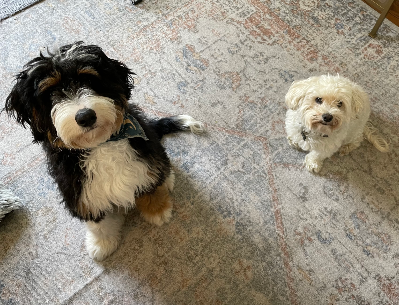Photo Gallery: Beautiful Mini Bernedoodle Pictures - Premier Pups