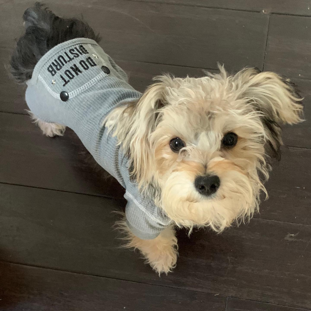 Morkie Pictures and Complete Breed Information - Premier Pups