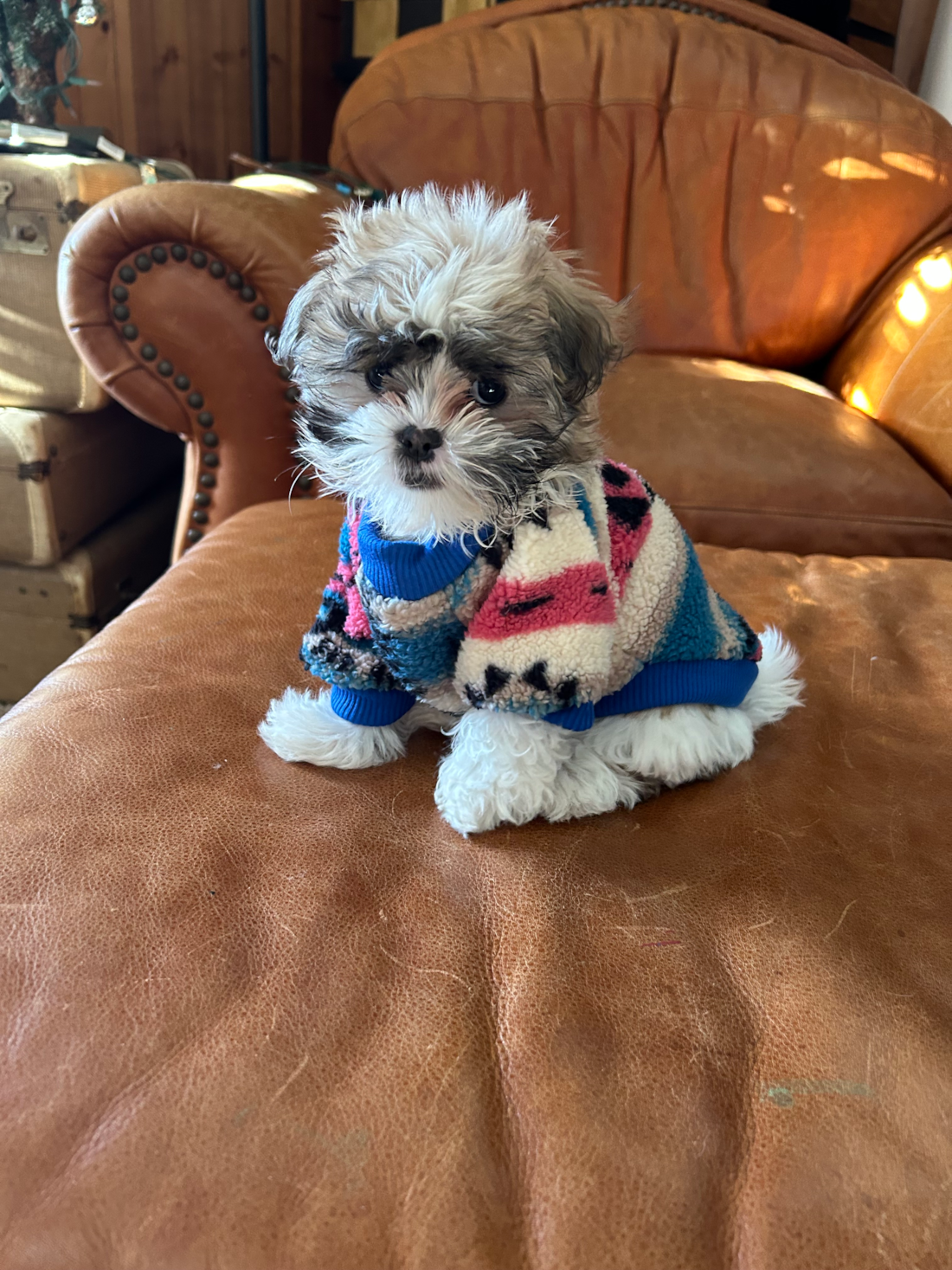 Photo Gallery: Beautiful Teddy Bear Dog Pictures - Premier Pups