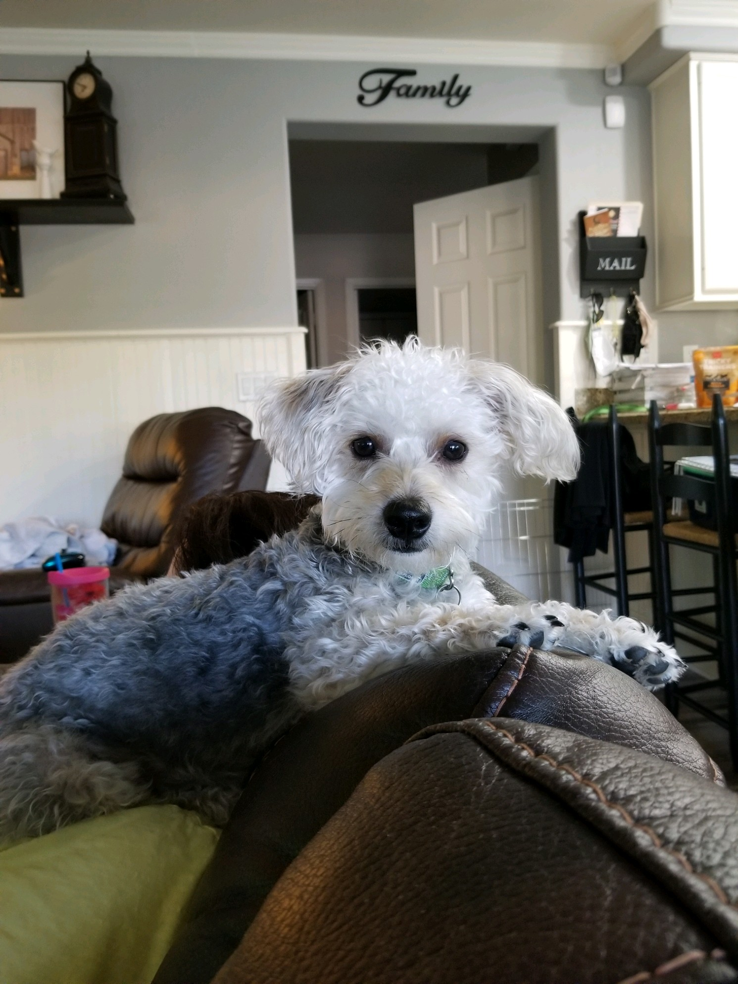 Yorkie Chon Dog Breed: Latest Information - Premier Pups