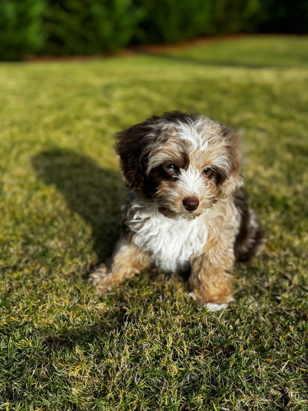 Mini Aussiedoodle Pictures and Full Description - Premier Pups