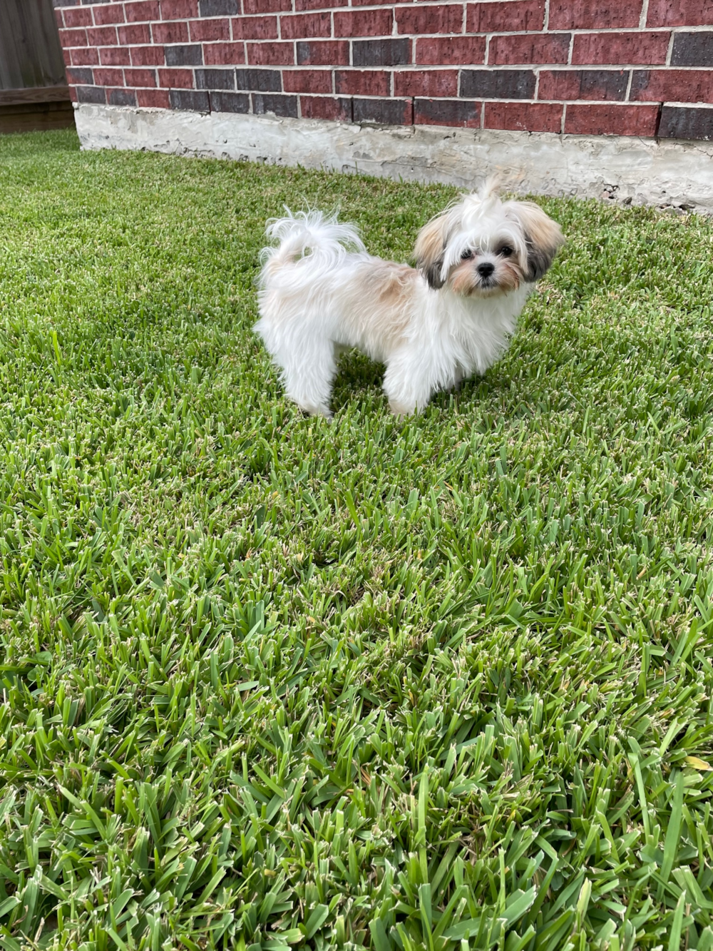 Teddy Bear Dog: Complete Breed Description - Premier Pups