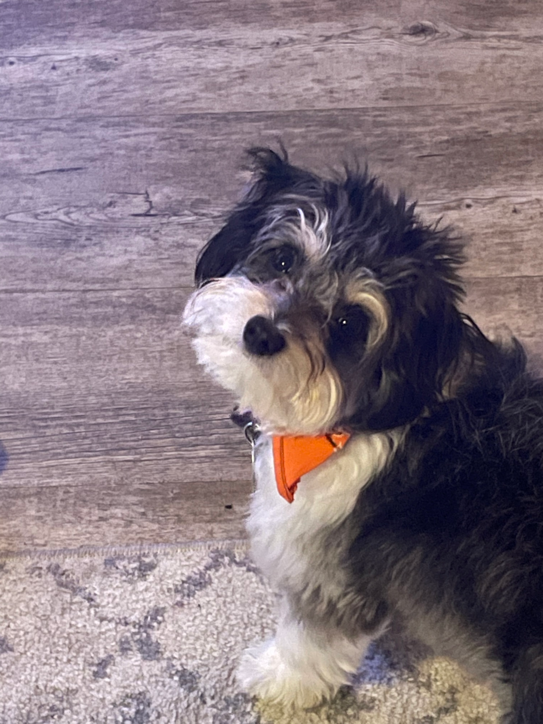 Photo Gallery: Beautiful Aussiechon Pictures - Premier Pups