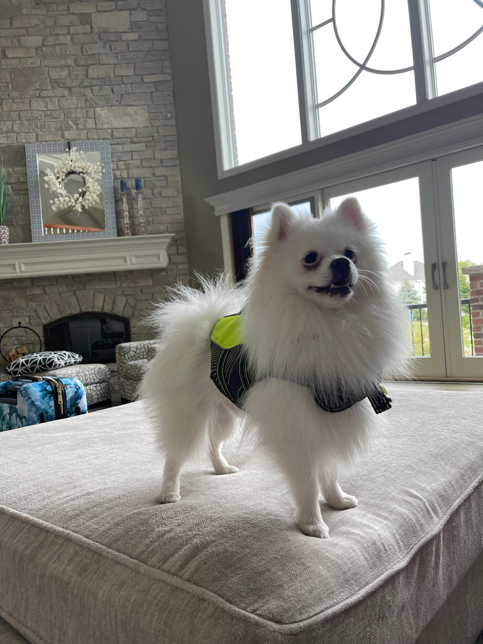 Photo Gallery: Beautiful Pomeranian Pictures - Premier Pups