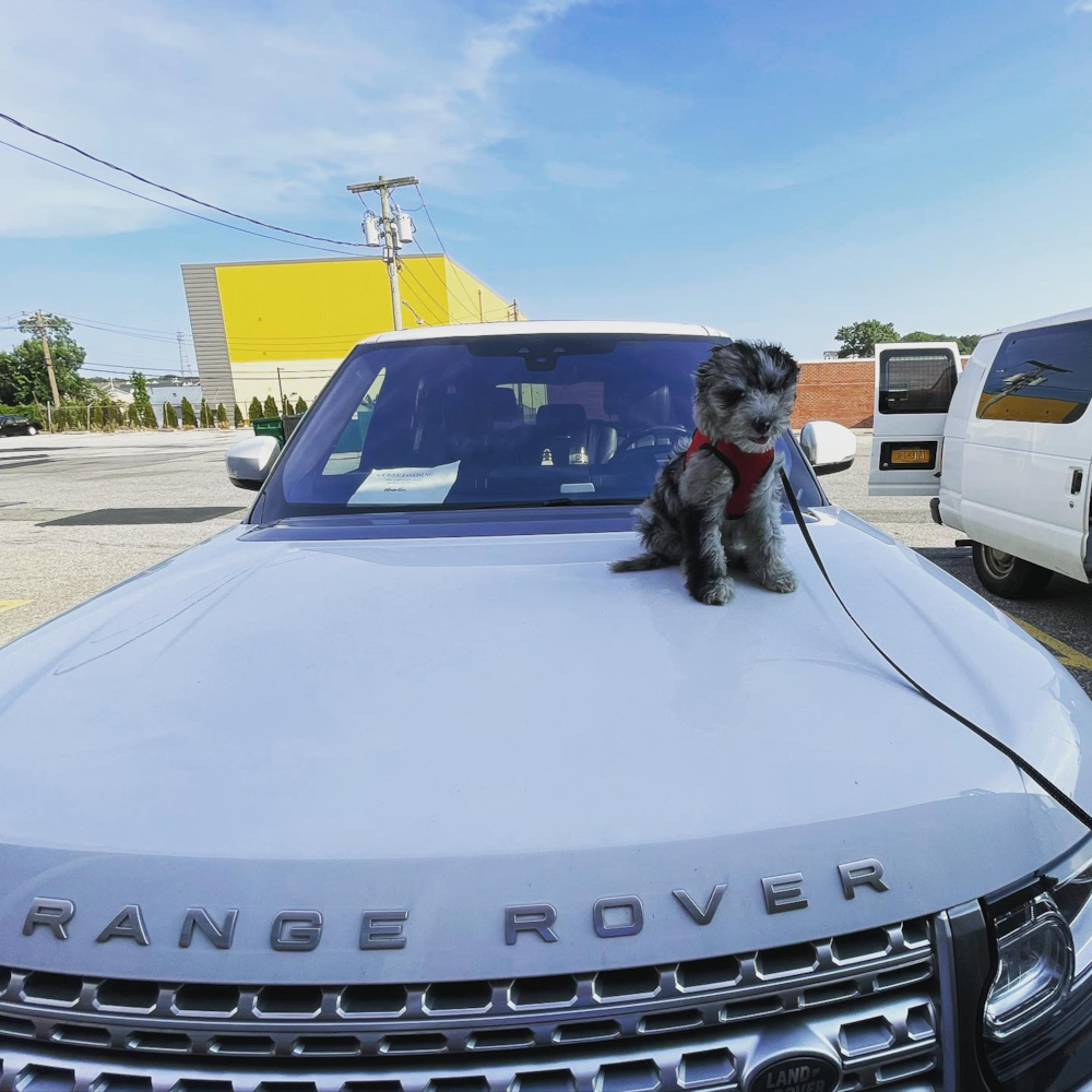 Mini Sheepadoodle | Full Breed Info | Premier Pups