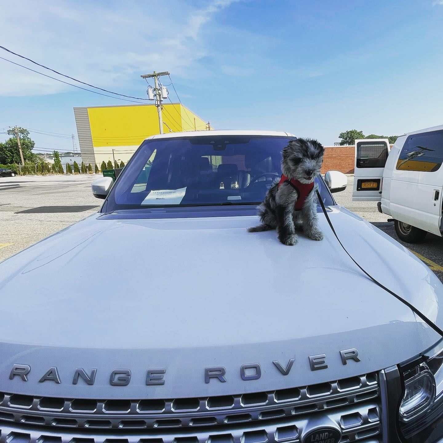 Mini Sheepadoodle | Full Breed Info | Premier Pups