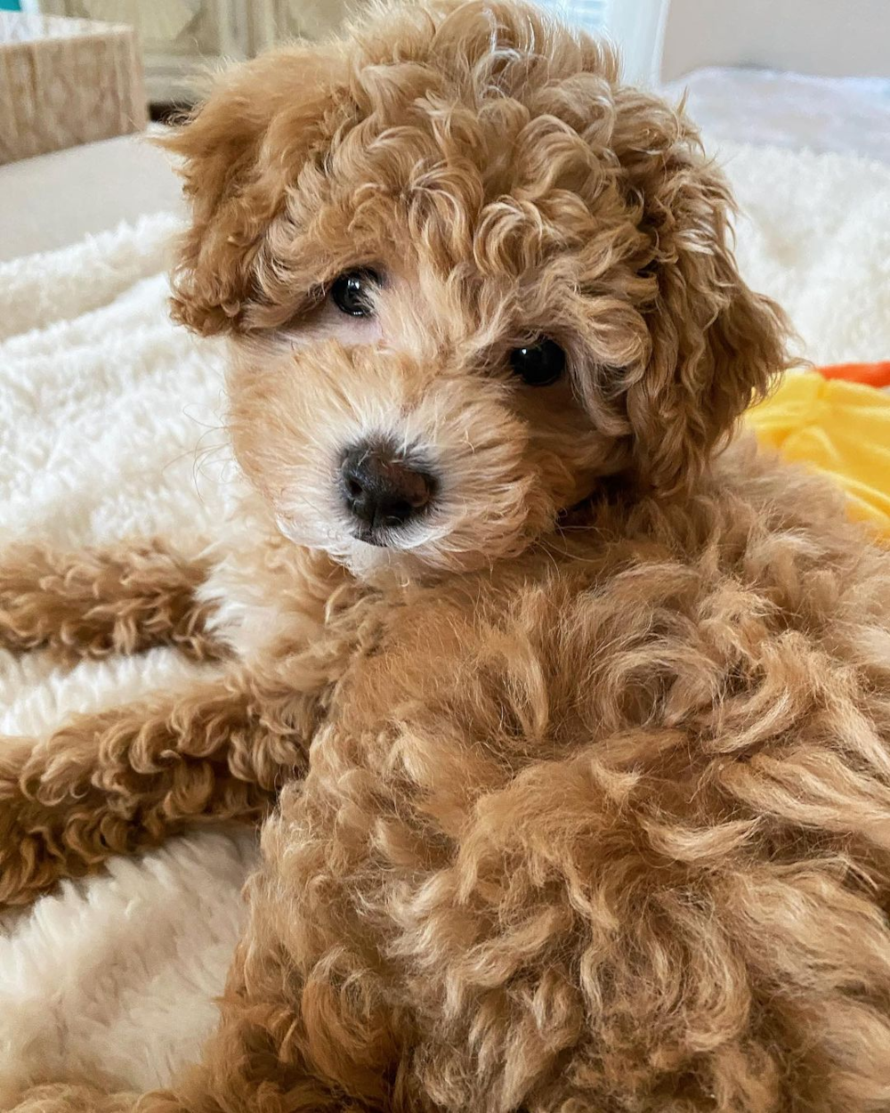 Poochon Pictures and Full Breed Information - Premier Pups