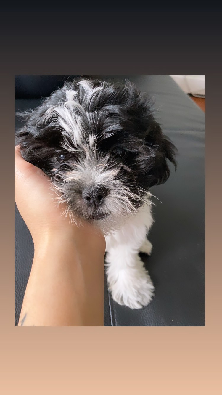 Shih Poo: Designer Doodle Breed Information | Premier Pups