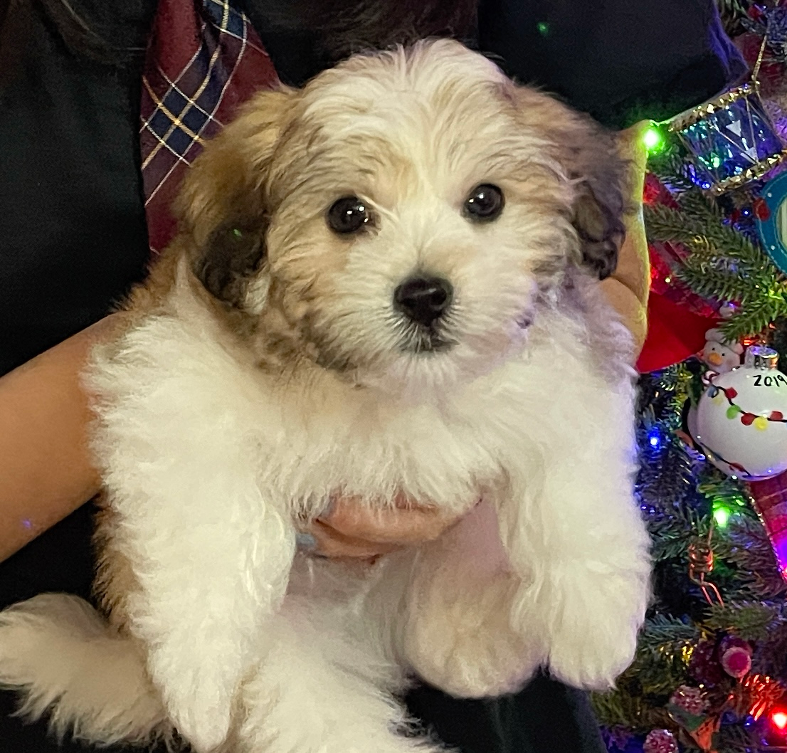 Lovely Havachon Puppies for Sale | Premier Pups