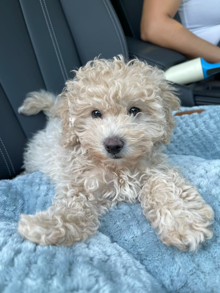 Havapoo Puppies for Sale | Exclusive Designer Puppies