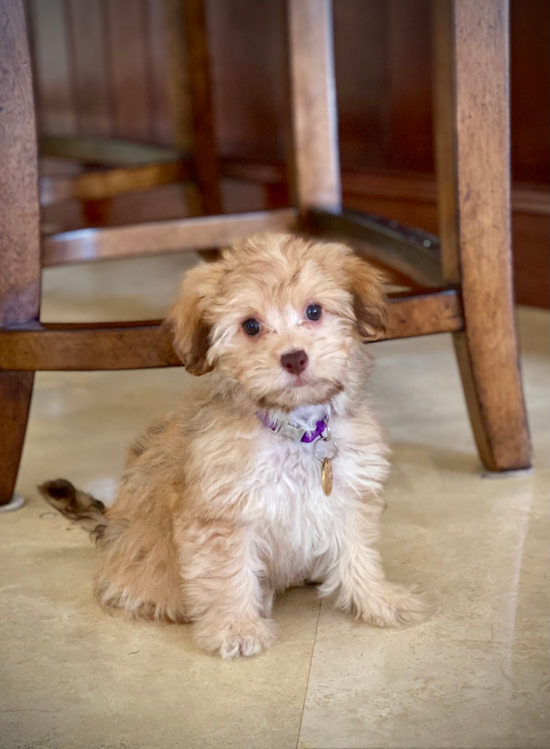 Havapoo Puppy Photos and More - Premier Pups