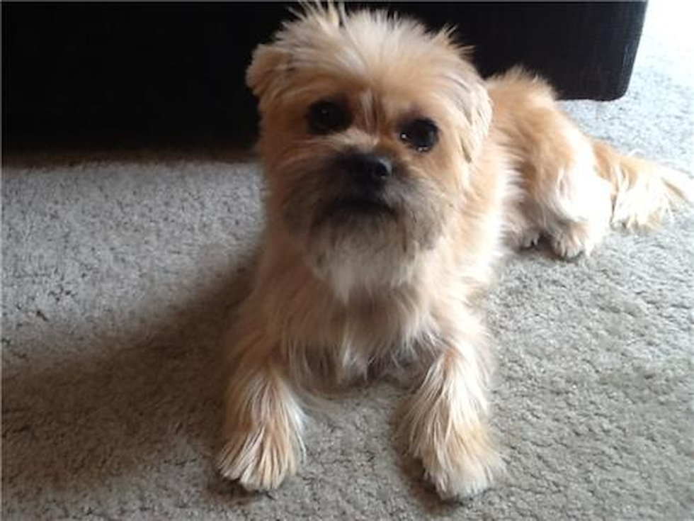 Shorkie Pictures, Size, History +More | Premier Pups