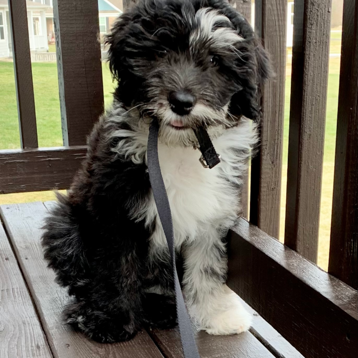 Toy & Mini Sheepadoodle Puppies for Sale | Premier Pups