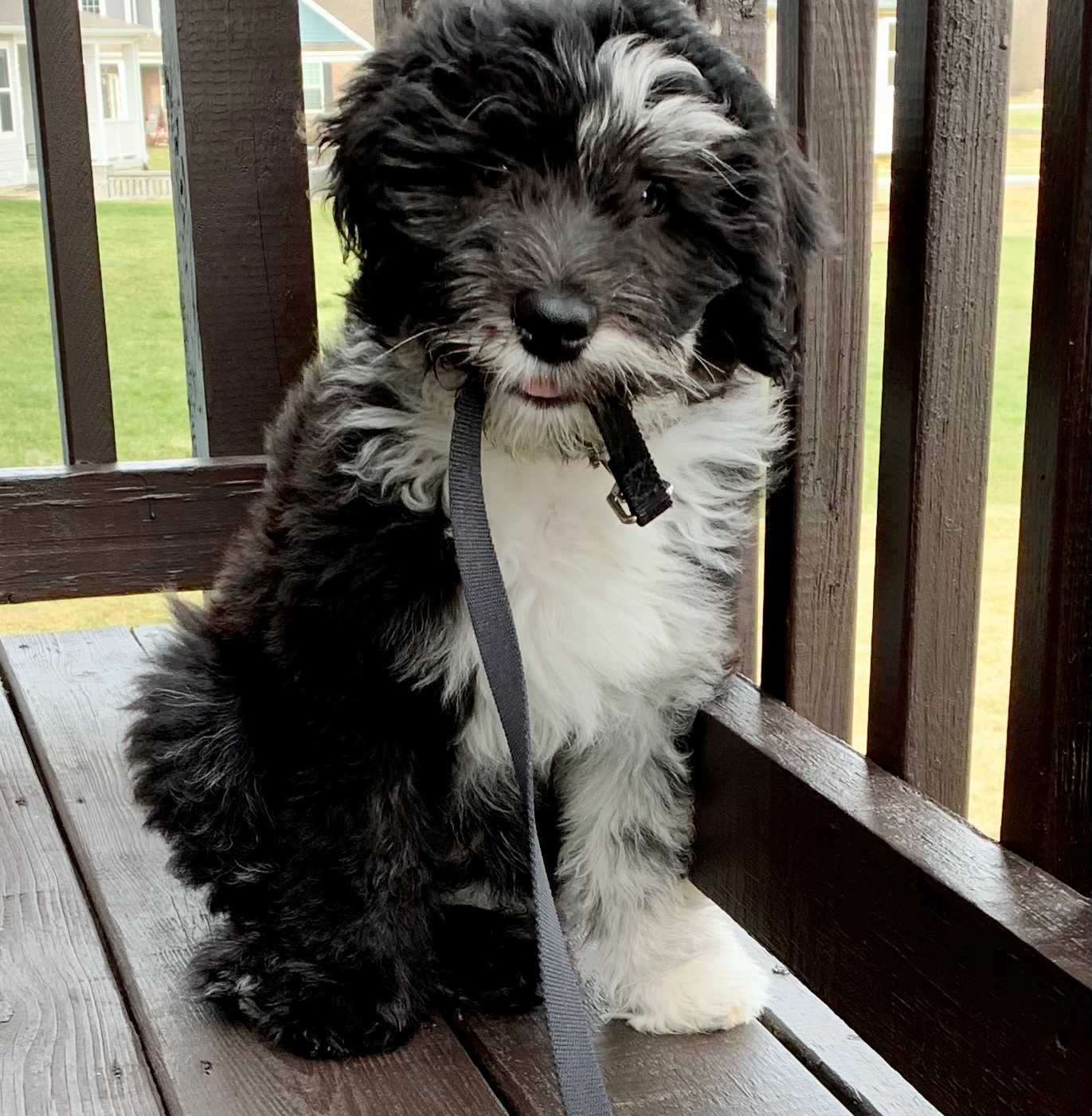Toy & Mini Sheepadoodle Puppies for Sale | Premier Pups