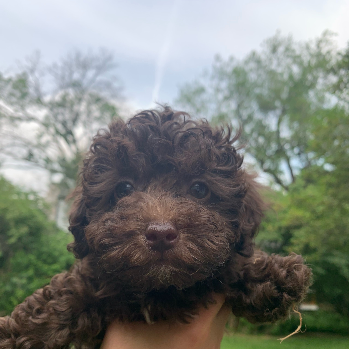 Poodle Puppies for Sale