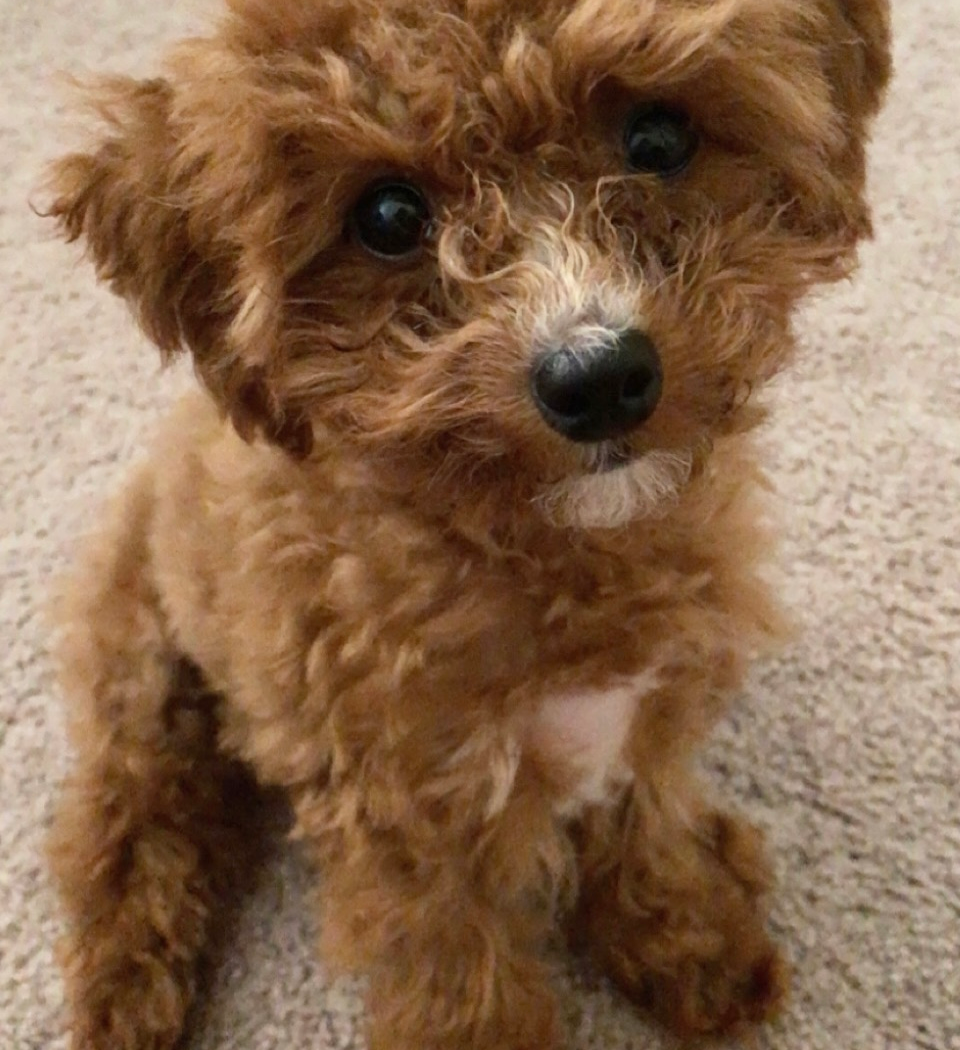 Poodle Puppies for Sale