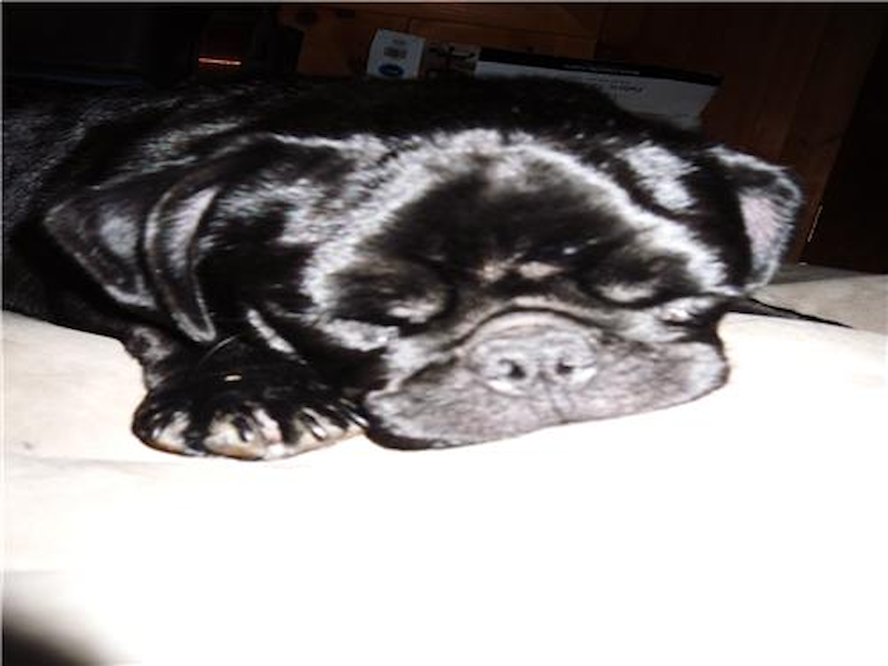 Pug Pictures, History, Temperament +MORE | Premier Pups